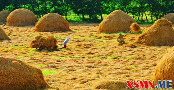 Nằm mơ thấy đống rơm đánh con gì? - Giải mã giấc mơ thấy đống rơm